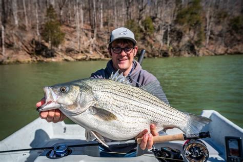 Video Giant Bass Caught On Fly Could Break A World Record Outdoor Life