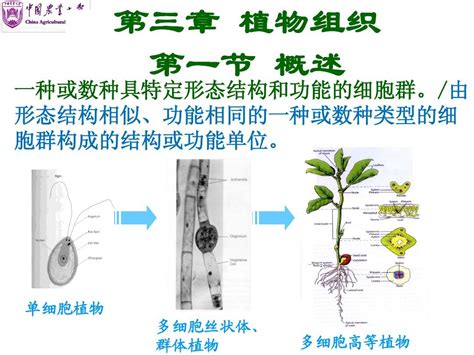 第四章 植物组织 Word文档在线阅读与下载 无忧文档