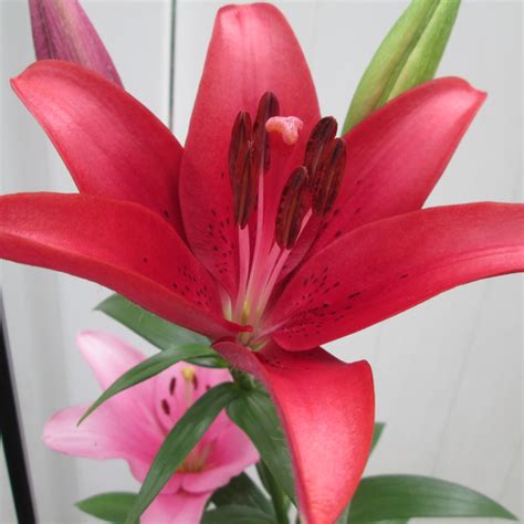 I Love Lilies ThriftyFun