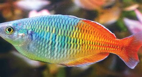 Whats The Best Substrate For Rainbow Fish Voyo Pets
