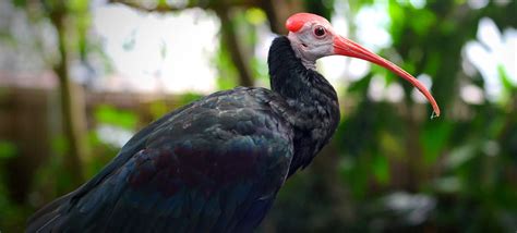 Definitive Guide To Scarlet Ibis Facts Habitat Conservation Status