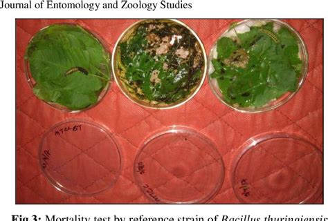 Figure 3 From Phenotypic And Biochemical Characterization Of