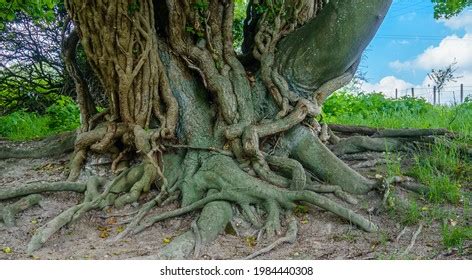 Tree Girth Images Stock Photos Vectors Shutterstock