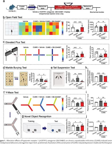 Figure 1 From Hypocretin‐1hypocretin Receptor 1 Regulates