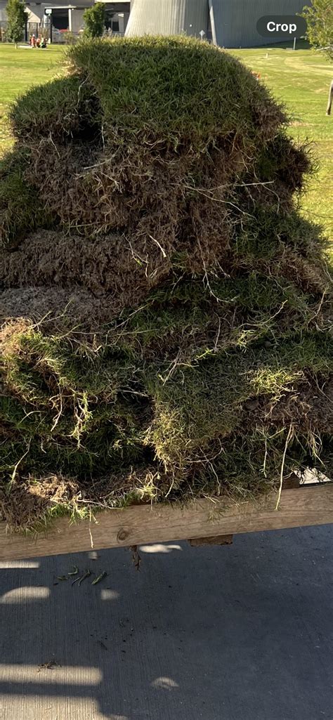 Turf Laid Two Weeks Ago Dying In Patches Any Fix Scrolller