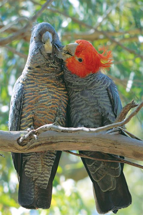 Gang Gang Cockatoo Canberra Birds