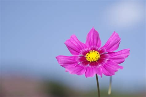 青空とコスモス By Bbb （id：11445601） 写真共有サイトphotohito