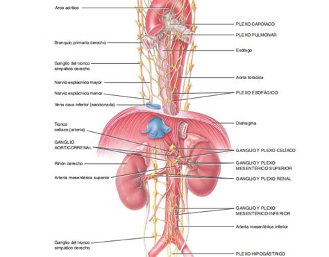 Principios de Anatomía y Fisiología Tortora 13va Edición
