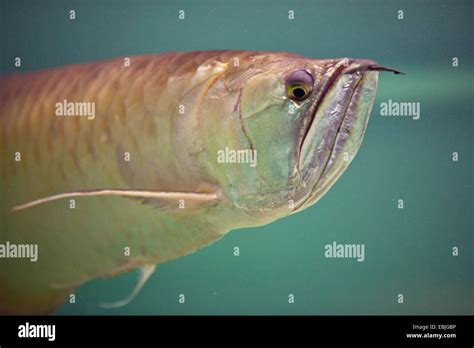 Giant Silver Arowana Fish
