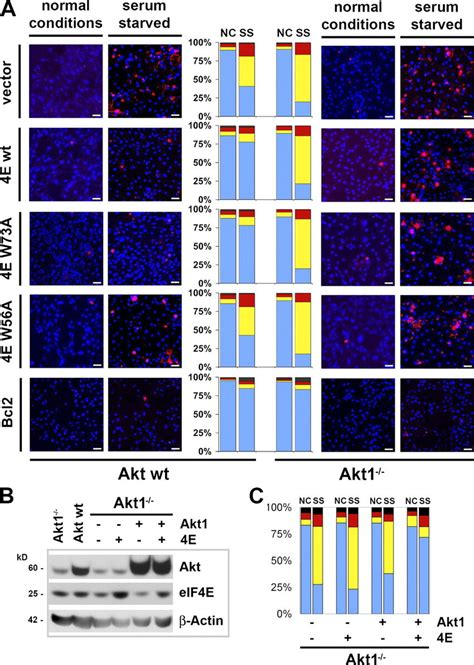Akt1 Is Required For Eif4e Mediated Apoptotic Rescue Of Serum Starved