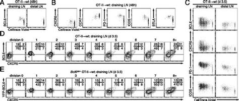 Cutting Edge Distinct Waves Of Bcl6 Expression During T Follicular