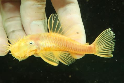 淡水魚Lサイズ ブルーアイゴールデンブッシー1匹 サンプル画像 8 10cm 生体 熱帯魚 NKP ペットバルーン ネットショップ