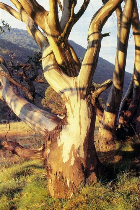 95 Best Images About The Old Gum Tree On Pinterest Snow Blossoms And Eucalyptus Tree