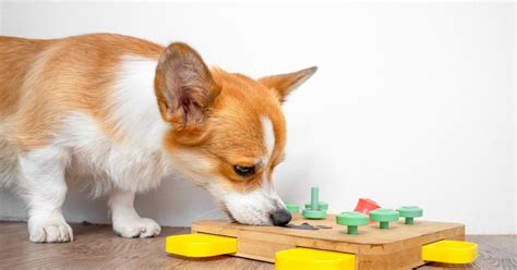 How To Prevent Dog Boredom Petguide