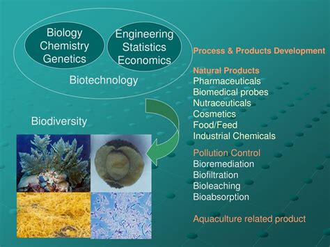Ppt Large Scale Production And Commercialization Of Proteins From