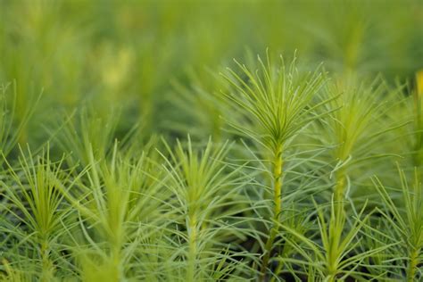 Trees For Life Support We Plant A Tree For Every Shed Bought