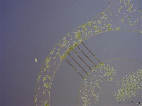 Top View Of A Pdms Cell Filter Fabricated With Soft Lithography