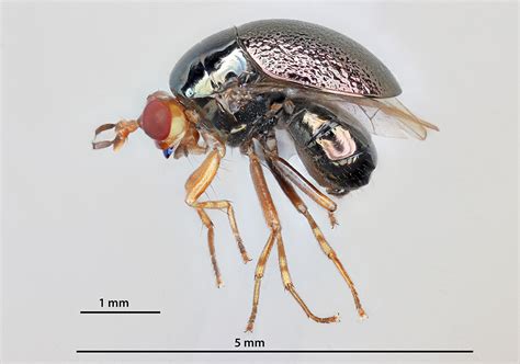 Insect Of The Week 6 February 2023 Icipe International Centre Of Insect Physiology And Ecology