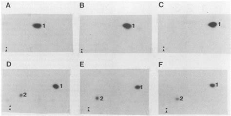 Tryptic Phosphopeptide Mapping Of Pp6oc Src Labeled In Vitro And In