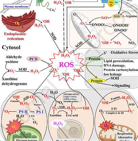 Redox Process Of Cellular State Different Reactive Oxygen Species Download Scientific Diagram