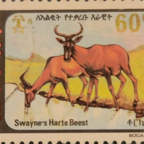 Tefferi Gashaw Youtube