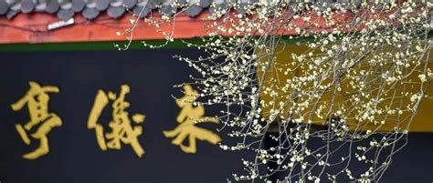 桐庐人，快出门享受“梅”好时光！红梅白梅梅花