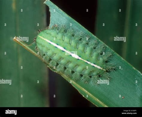 Slug Caterpillar Thosea Spp A Stinging Caterpillar On Coconut Palm