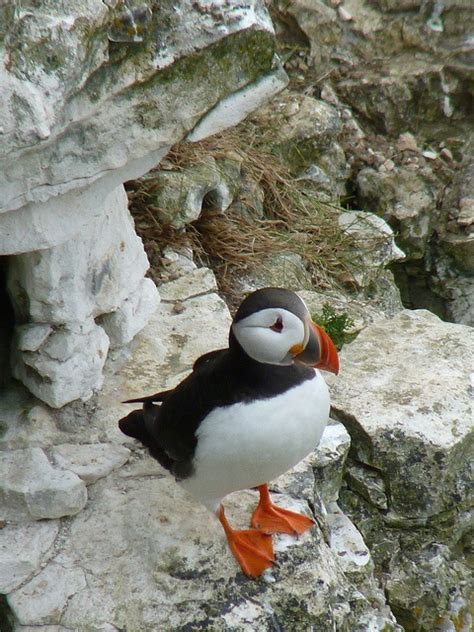 Puffin At Bempton Cliffs Wildlife Photography