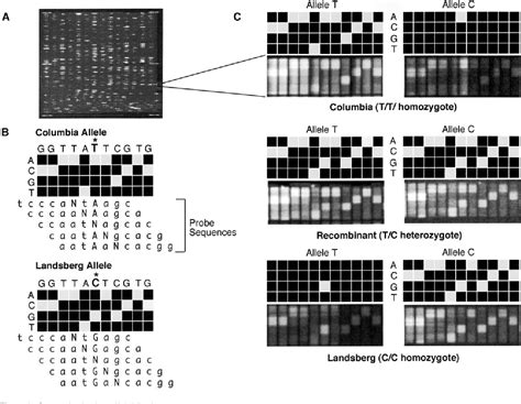 Figure 1 From Cloning Of The Arabidopsis Rsf 1 Gene By Using A Mapping Strategy Based On High