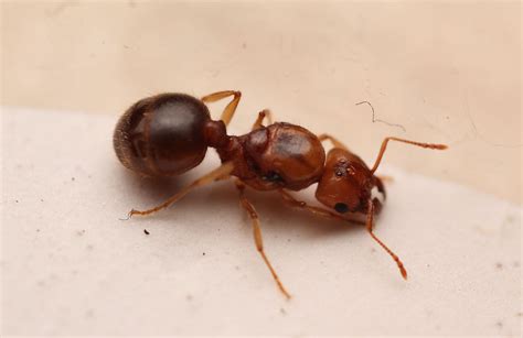 Small Ants | Stateside Ants
