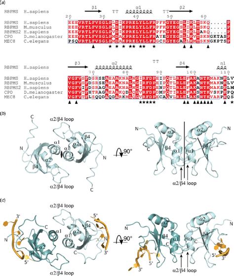 Crystal Structures Of Rbpms Rrm Homodimer In The Free State And Bound Download Scientific