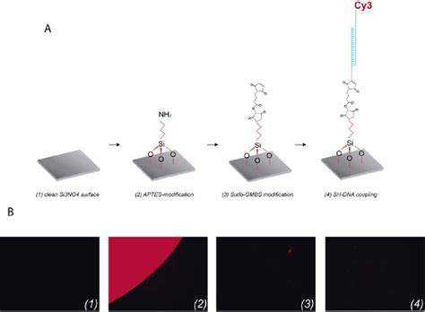 36 Surface Characterization Of The Biofunctionalization Process By Download Scientific Diagram