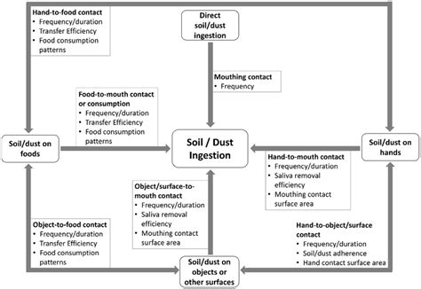 Four Primary Exposure Pathways Exist That Lead To Non Dietary Ingestion