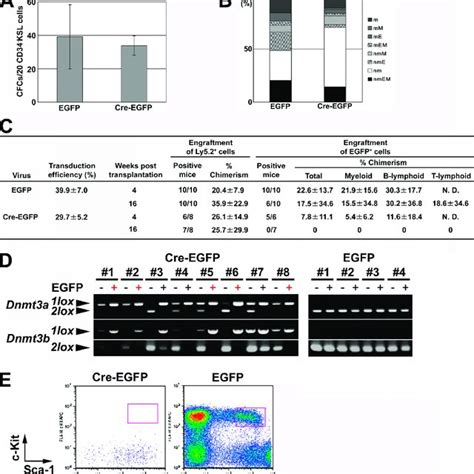 Expression Of Dnmt3a And Dnmt3b In Hematopoietic Cells A Expression