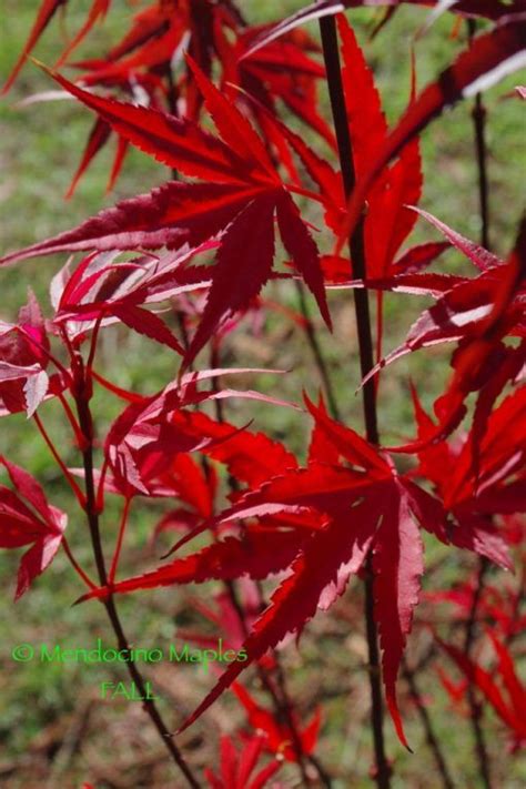 Fireball In 2024 Fireball Japanese Maple Japanese