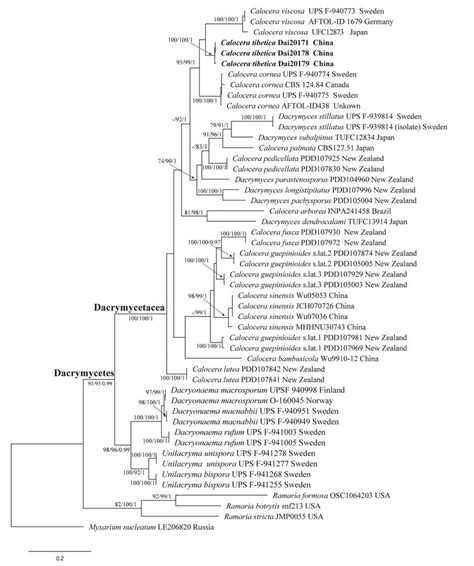 Phylogeny Of Calocera By Ml Analysis Based On The Nits Nlsu Dataset Download Scientific