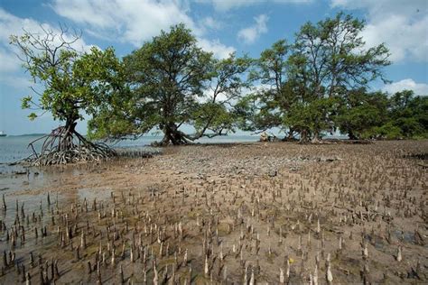 Restoring Mangroves To Protect Coasts Reduce Warming Singapore