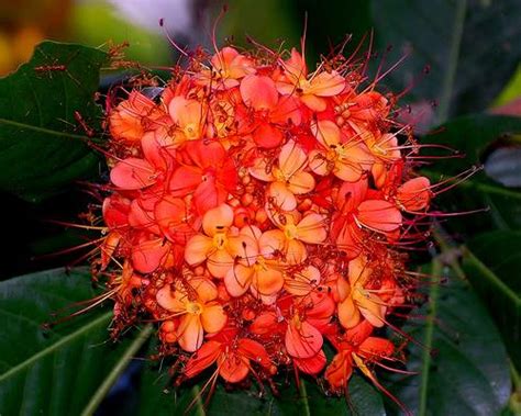 দৃষ্টিনন্দন অশোক ফুল ফুলের রাজ্য Flower Kingdom