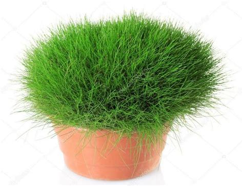 Декоративная трава в горшках Комнатные растения