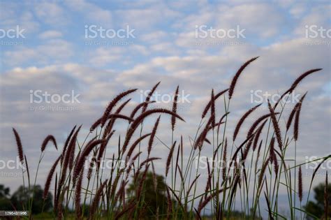 Pink Muhly Grass Muhlenbergia Capillaris On Field With Blue Sky