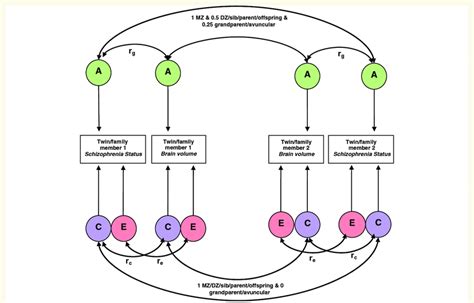 The Standardized Solution Of The Bivariate Correlated Factors Model Dz Download Scientific