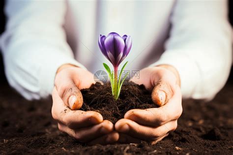 培育的小苍兰高清图片下载 正版图片600482560 摄图网