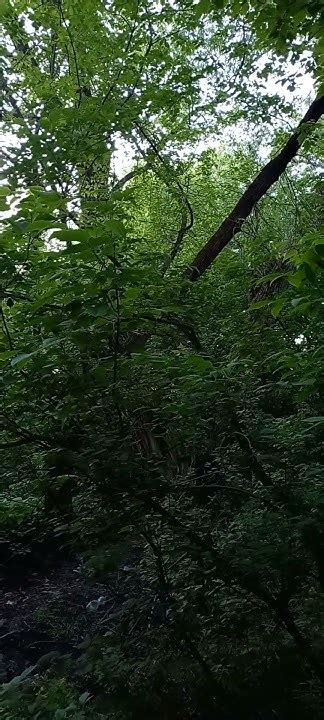 Неймовірно гарно співають птахи в лісі 🌳 Shorts ліс співпташок