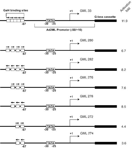Transcriptional Activation Using Templates With Multiple Gal4 Binding