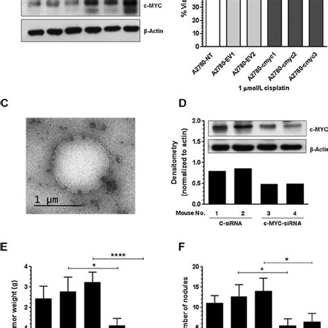 Sirna Based Silencing Of C Myc Two Different Sirnas Targeting Exon 2