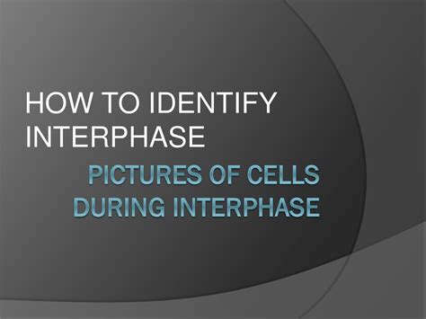 The Process Of Cell Replication Ppt Download