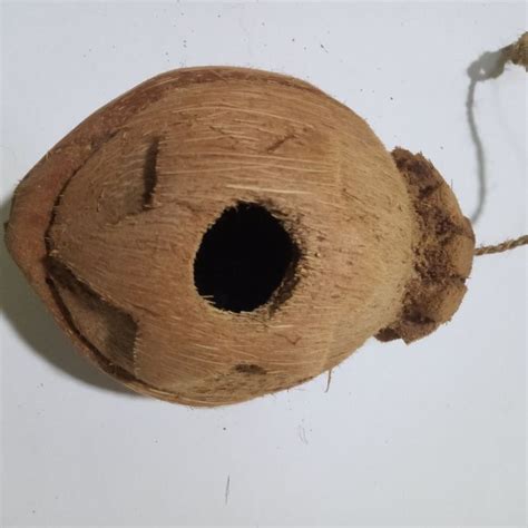 පොල්ලෙලි කුරුලු කූඩුව Daraz Lk