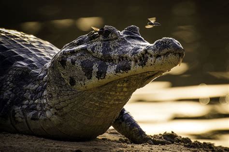 Blog De Geografia Fauna Do Pantanal