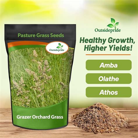 Orchard Grass Is A Very Popular Pasture Grass Seed