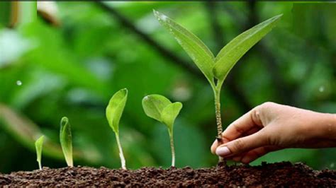 Indian Environmentalism Unconstitutional Regression Thedailyguardian